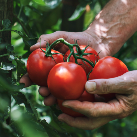 Streamlined Digital Presence for Food Manufacturer | Red Gold Tomatoes ...